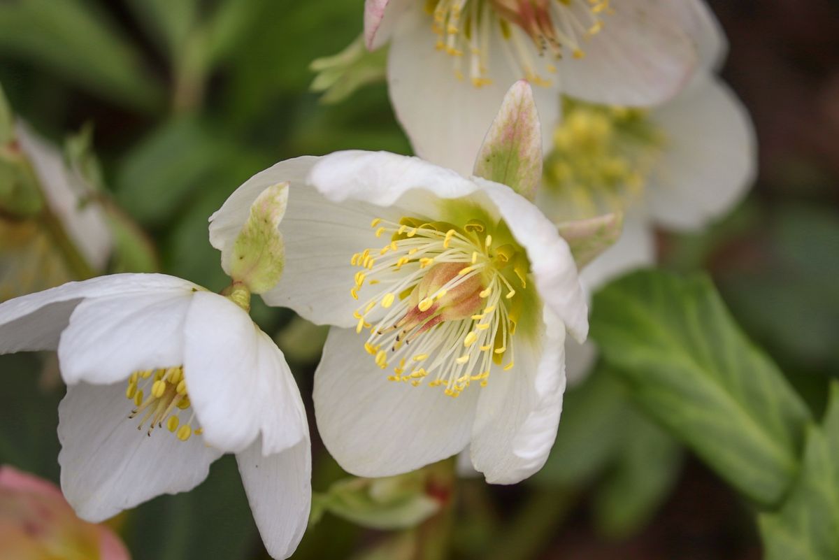 Edle Winterblumen: Christrosen | Hauert MANNA