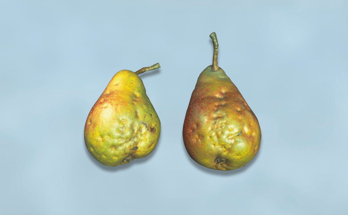 Symptome des Bormangels | Hauert MANNA