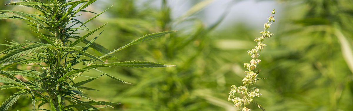 Männlein oder Weiblein? So erkennen Sie das Geschlecht Ihrer ...